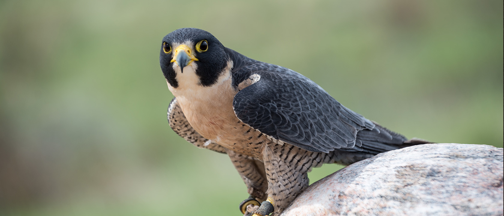 Georgia Mountain Falconry – Escape Your Earthbound Existence